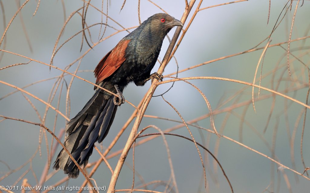 Coucal Greater (Centropus sinensis) - India - World Bird Photos