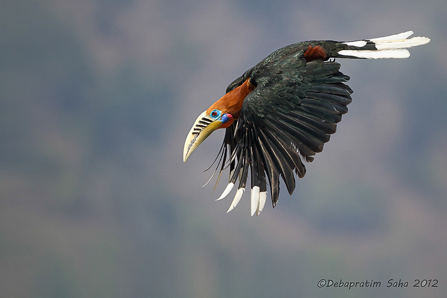 Hornbill Rufous (Buceros hydrocorax) male - India - World Bird Photos