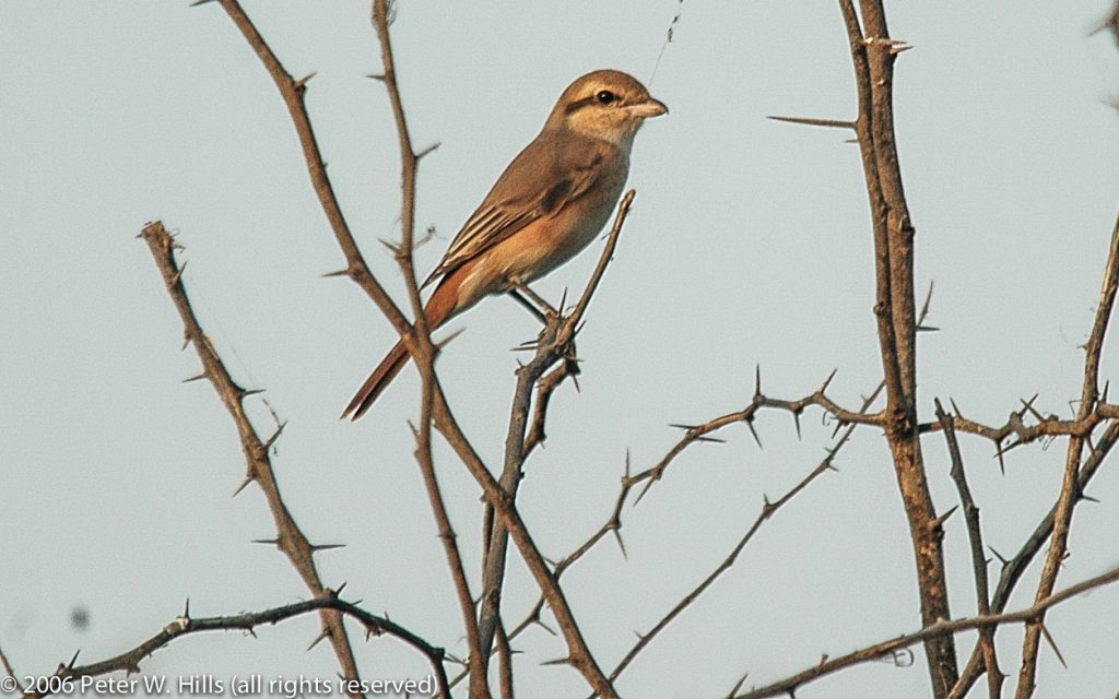 Shrike Red-Tailed (Lanius phoenicuroides) male - India - World Bird Photos