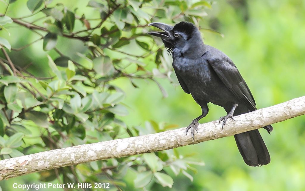 Crow Large-Billed (Corvus macrorhynchos) - India - World Bird Photos