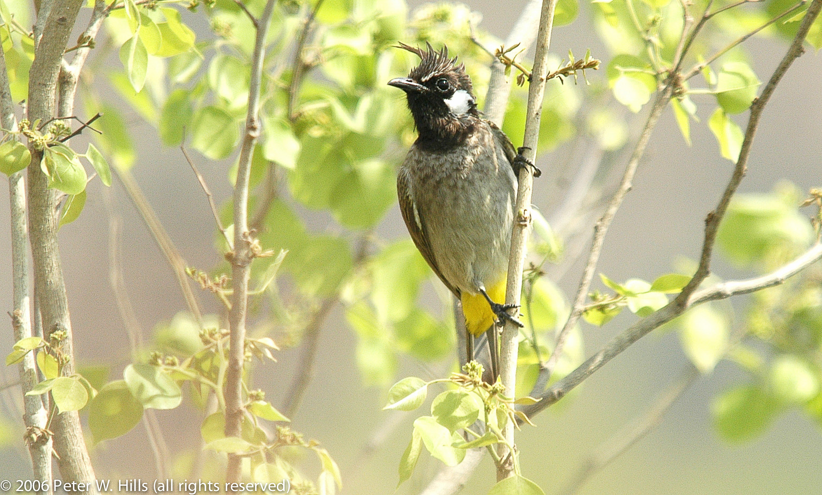 Bulbul Himalayan (Pycnonotus leucogenys) - India - World Bird Photos