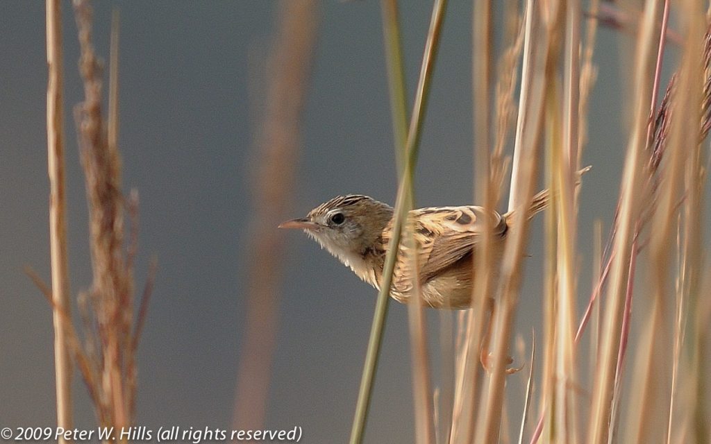 Cisticola Zitting (Cisticola juncidis) male non-breeding - India ...