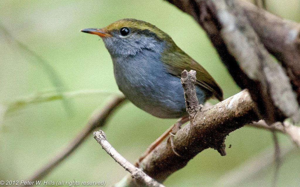Tesia Grey-Bellied (Tesia cyaniventer) - India - World Bird Photos