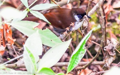Laughingthrush Grey-Sided (Garrulax caerulatus) - India - World Bird Photos