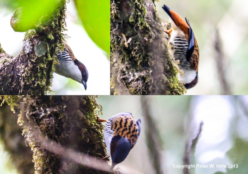 Cutia Himalayan (Cutia nipalensis) female - India - World Bird Photos
