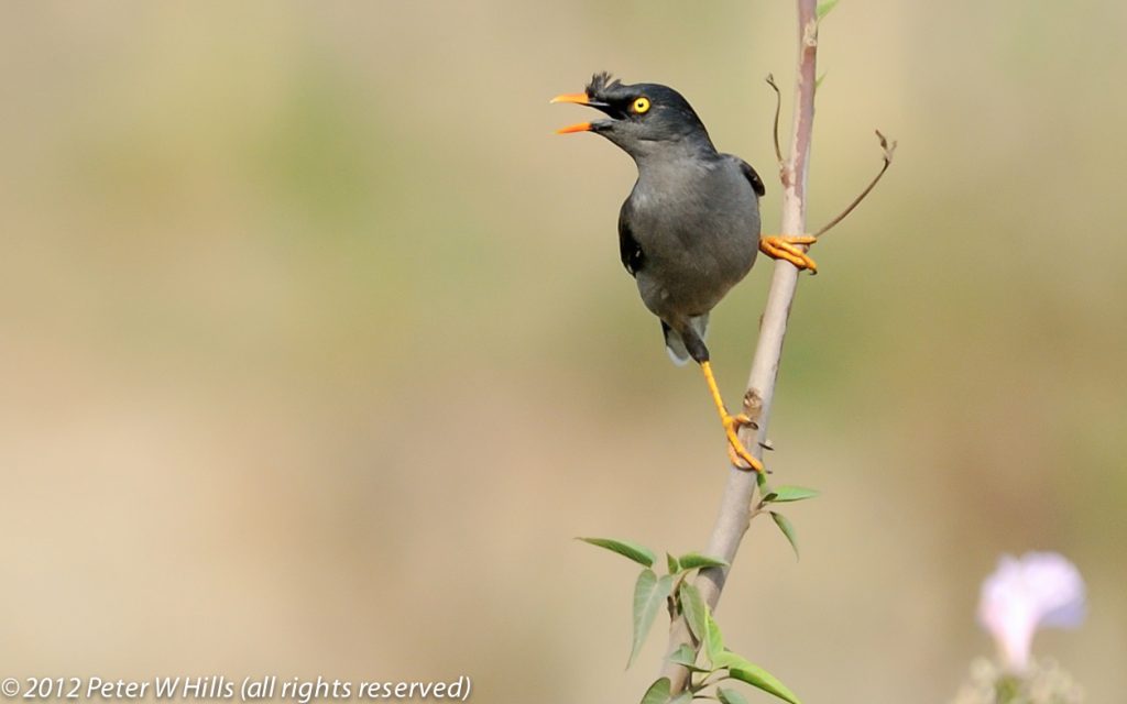 Myna Jungle (Acridotheres fuscus) northern race - India - World Bird Photos