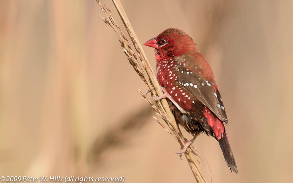 Avadavat Archives - World Bird Photos