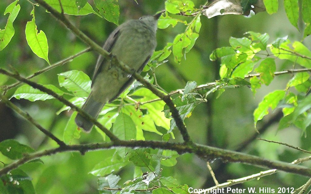 Piha Screaming (Lipaugus vociferans) adult - Ecuador - World Bird Photos