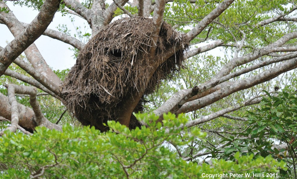 Hamerkop (scopus umbretta) nest - Madagascar - World Bird Photos