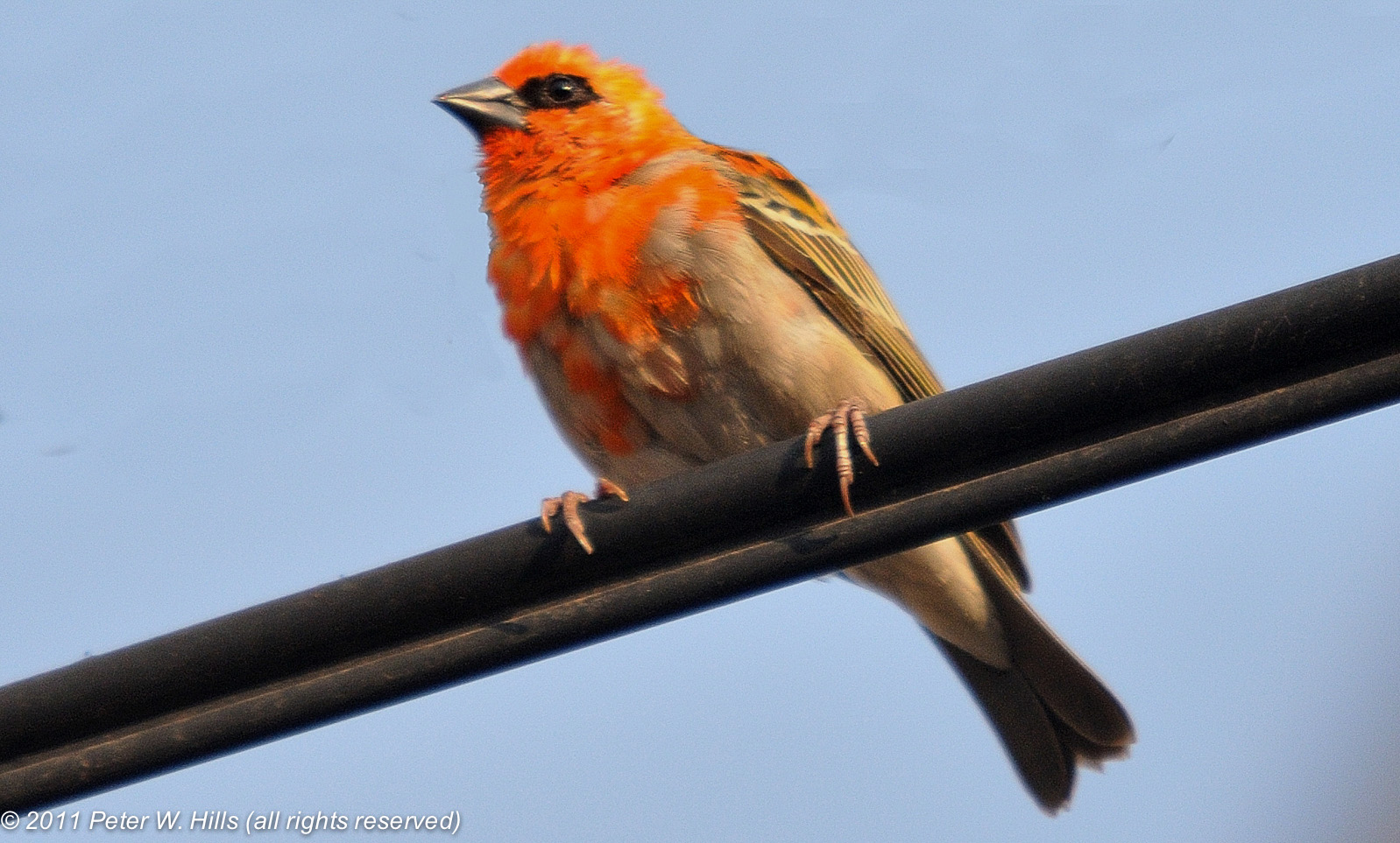 Fody Red (foudia madagascariensis) male breeding - endemic - Madagascar ...