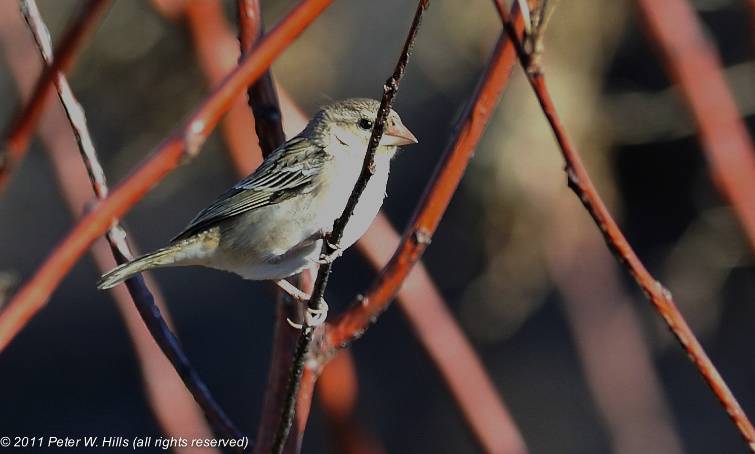 Fody Red (Foudia madagascariensis) female - endemic - Madagascar ...