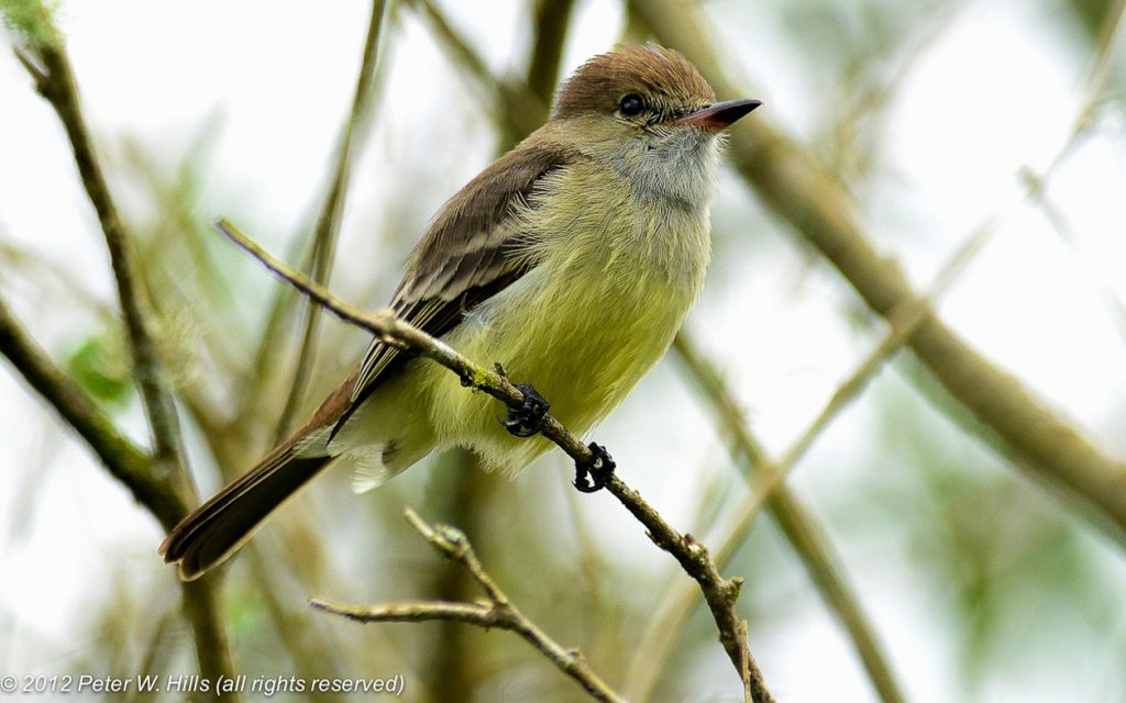 Flycatcher Galapagos (Myiarchus magnirostris) adult - Galapagos - World ...