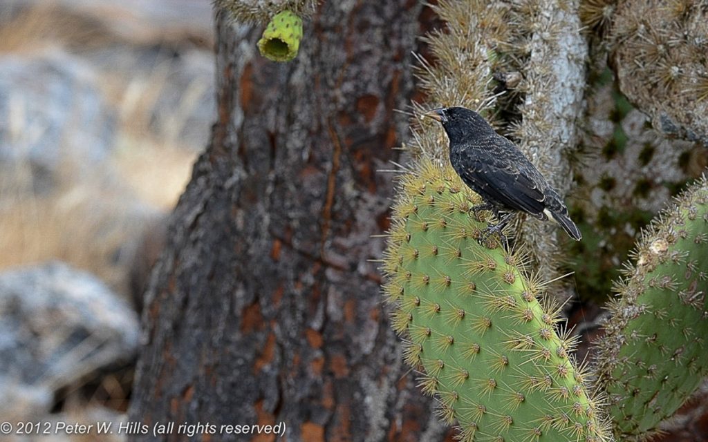 Finch Common Cactus (Geospiza scandens) male - Galapagos - World Bird ...