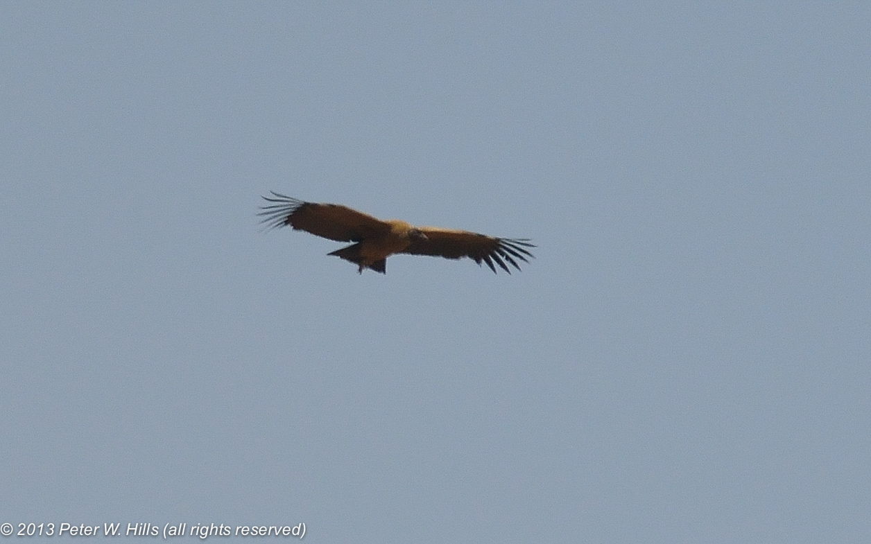 Condor Andean (vultur gryphus) juvenile in flight - Chile - World Bird ...
