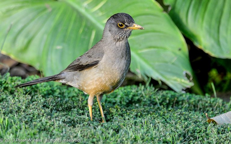 Thrush Austral (turdus falcklandii) adult - Chile - World Bird Photos