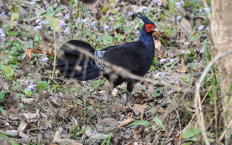 Pheasant Kalij (Lophura leucomelanos) male - India - World Bird Photos