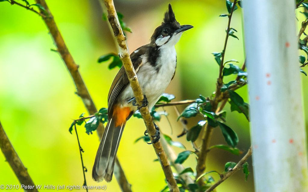 Bulbul Red-Whiskered (Pycnonotus jocosus) juvenile - Andaman Islands ...