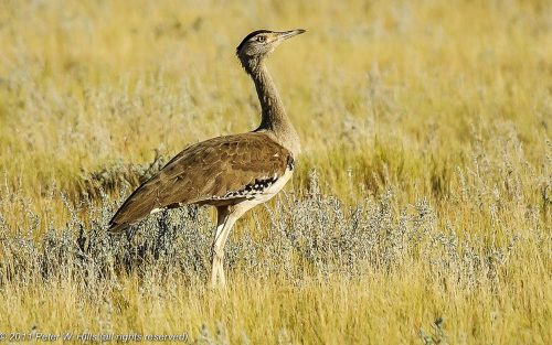 Bustard Australian (Ardeotis australis) - Kings Canyon NT, Australia ...
