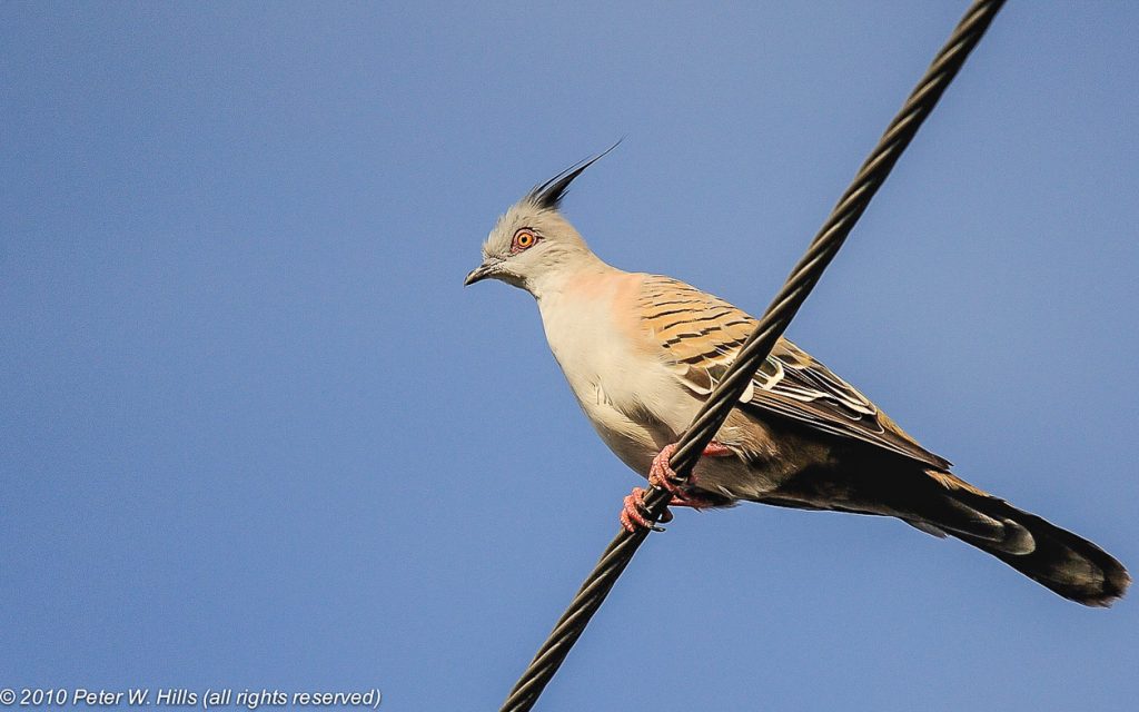 Pigeon Crested (Ocyphaps lophotes) endemic - Perth WA, Australia ...