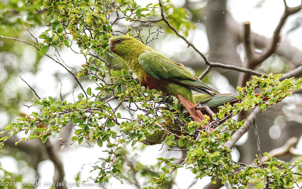 Parakeet Austral (Enicognathus ferrugineus) adult - Argentina - World ...