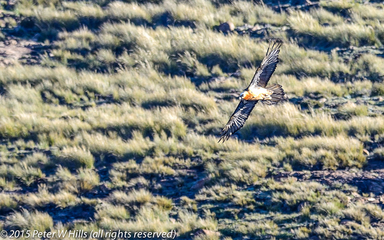 Vulture Bearded (Gypaetus barbatus) adult soaring - Lesotho - World ...