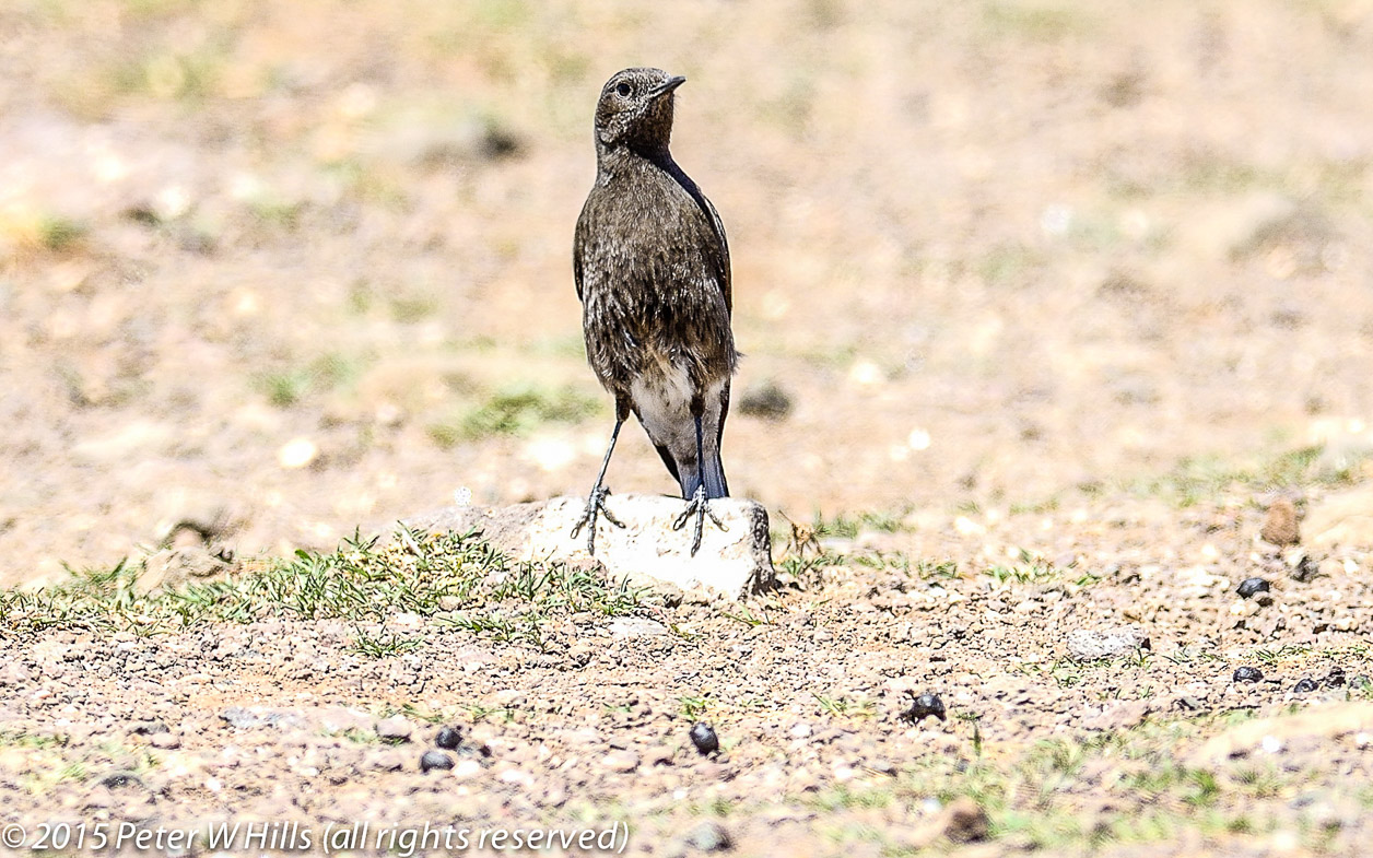 Wheatear Mountain (Oenanthe monticola) female - near endemic - Lesotho ...