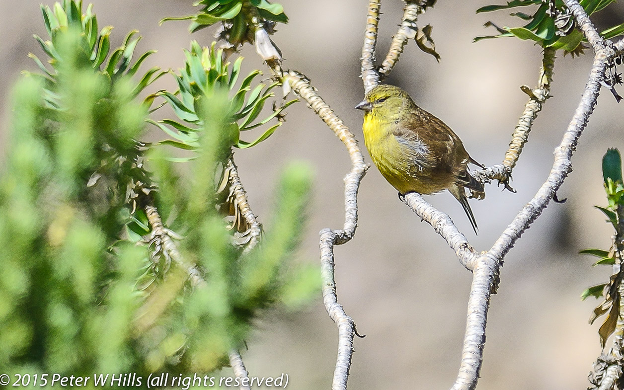 Siskin Drakensberg (Crithagra symonsi) male - Lesotho - World Bird Photos