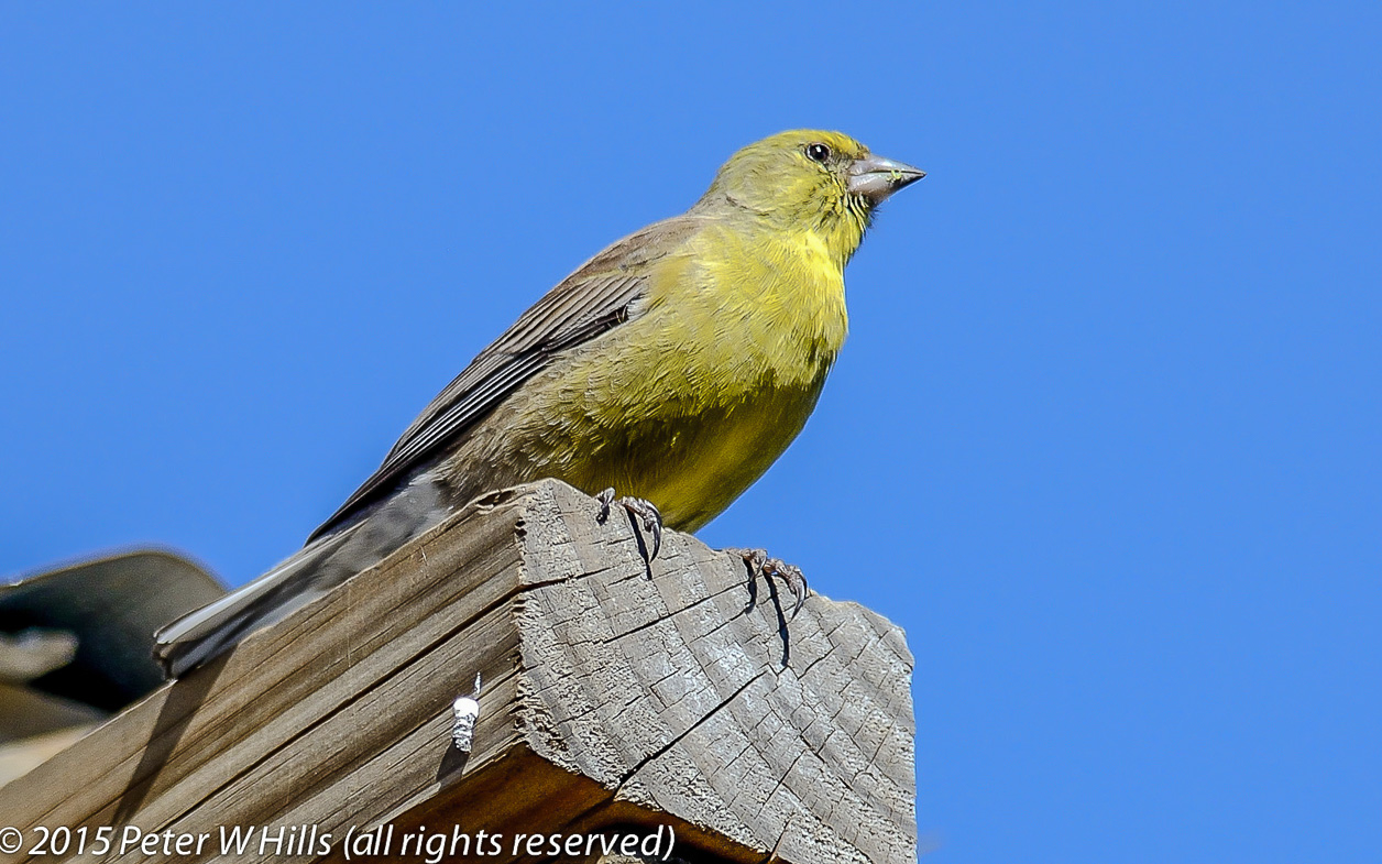 Siskin Drakensberg (Crithagra symonsi) male - Lesotho - World Bird Photos
