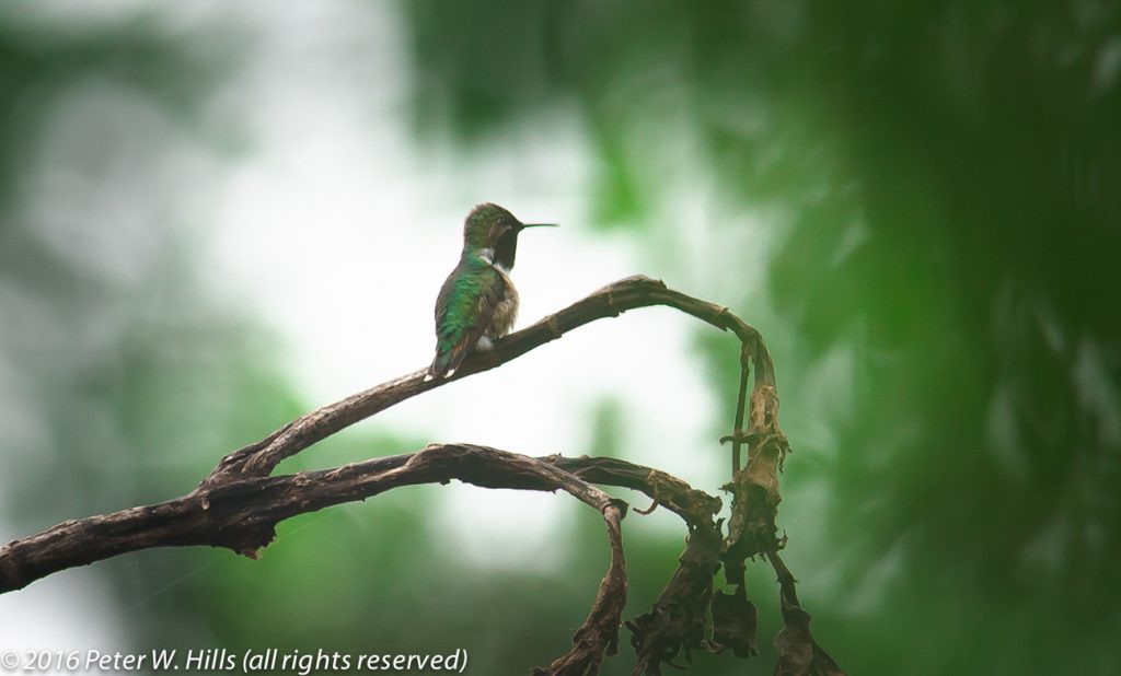 Hummingbird Bumblebee (Atthis heloisa) male, endemic - Mexico - World ...