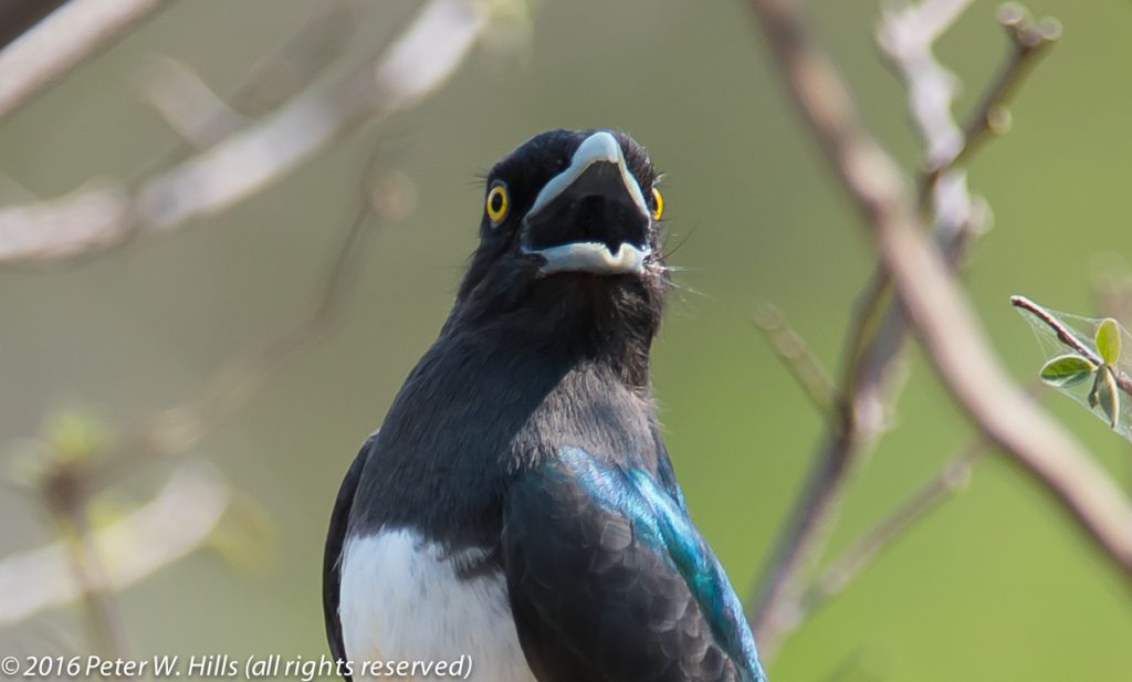 Trogon Citreoline (trogon citreolus) showing teeth in bill, endemic ...