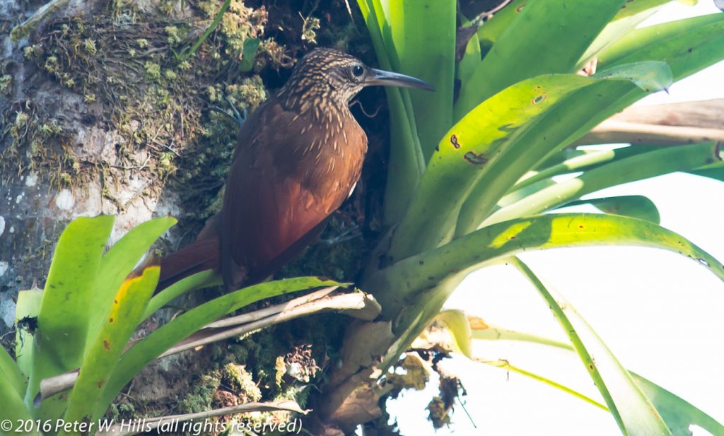 Woodcreeper Cocoa (Xiphorhynchus susurrans) - Costa Rica - World Bird ...