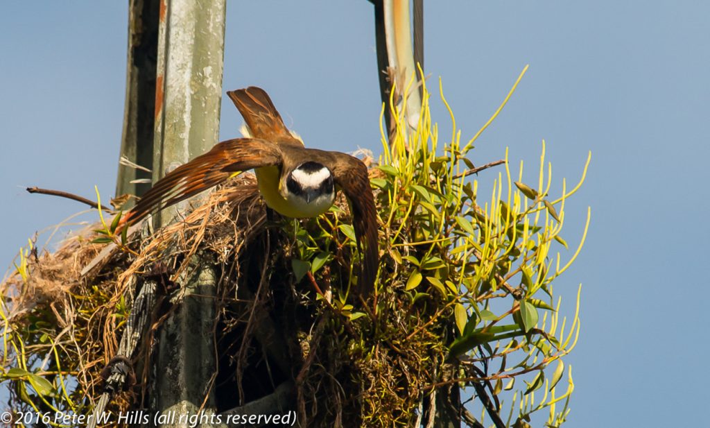 Kiskadee Archives - World Bird Photos