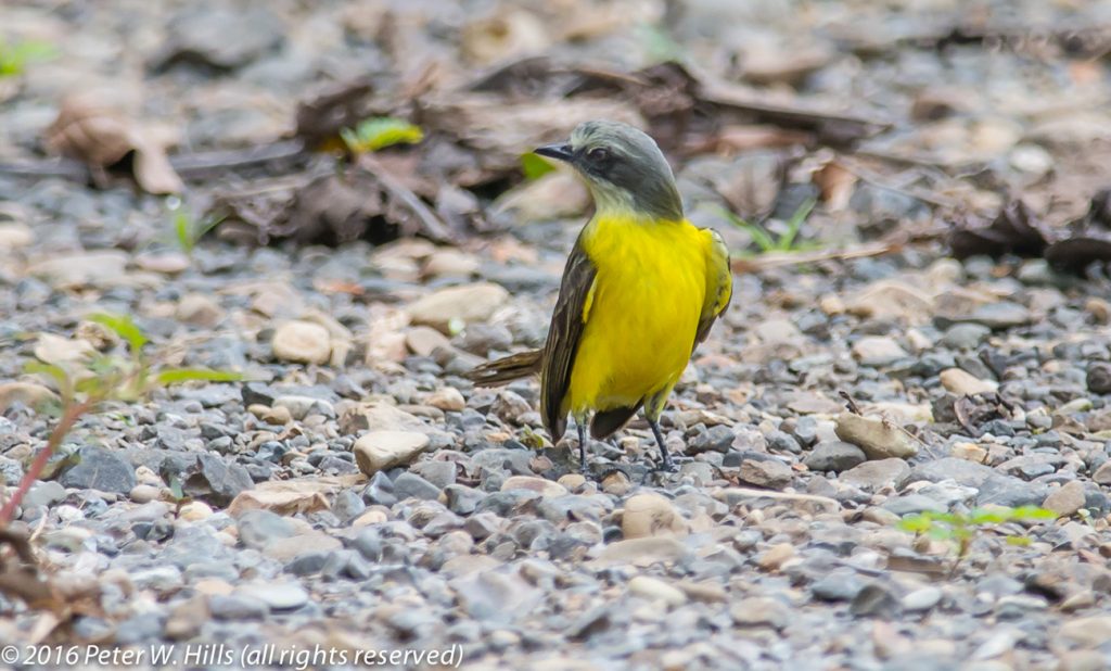 Flycatcher Grey-Capped (Myiozetetes granadensis) - Costa Rica - World ...