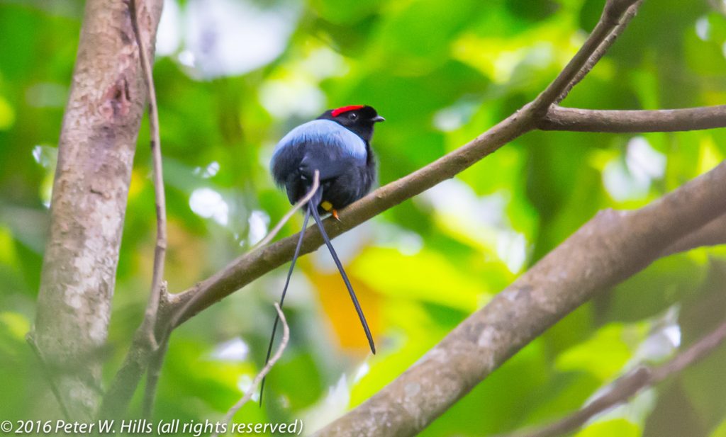 Mankin Long-Tailed (Chiroxiphia linearis) male endemic - Costa Rica ...