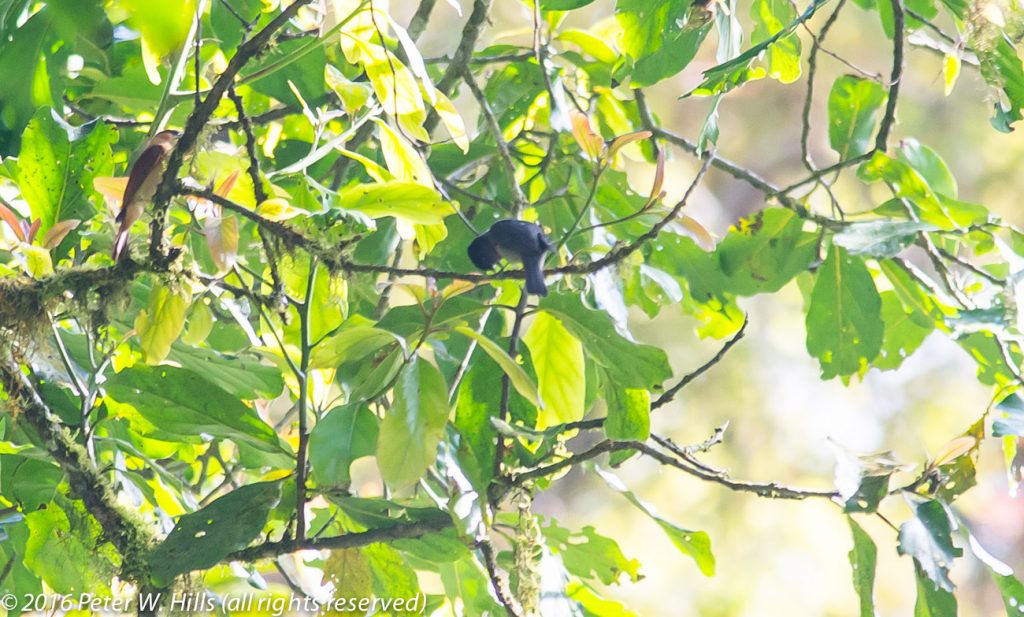 Becard Archives - World Bird Photos