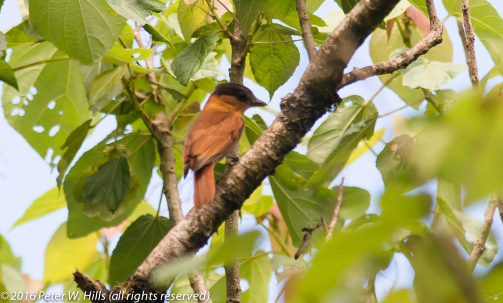 Becard Archives - World Bird Photos