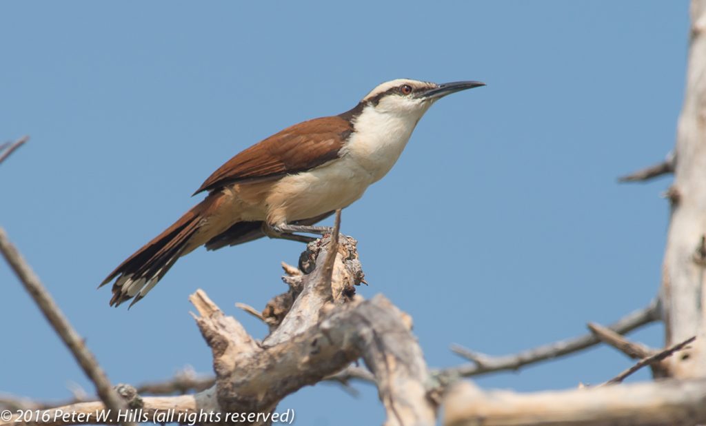 Wren Giant (Campylorhynchus chiapensis) endemic - Mexico - World Bird ...