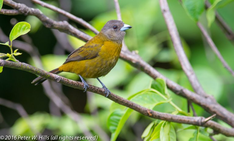 Tanager Passerini's (Ramphocelus passerinii) female - Costa Rica ...
