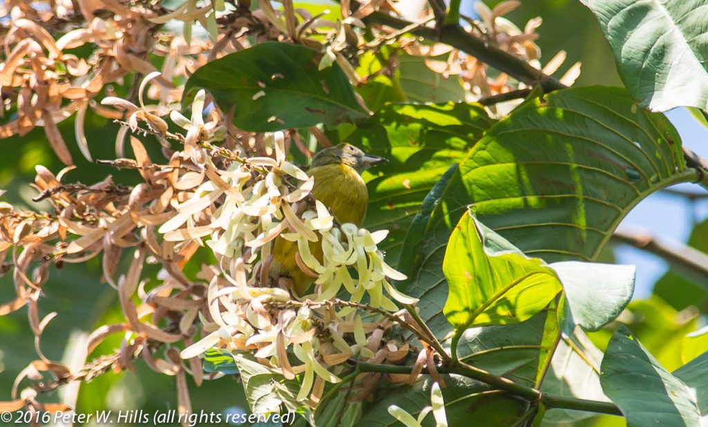 Tanager Grey-Headed (Eucometis penicillata) - Costa Rica - World Bird ...
