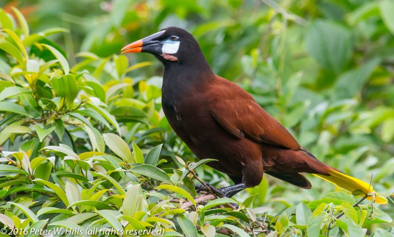 Oropendola Montezuma (Psarocolius montezuma) - Costa Rica - World Bird ...