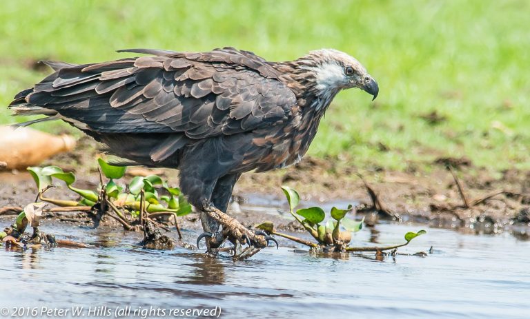 Eagle Madagascar Fish (Haliaeetus vociferoides) endemic - Madagascar ...