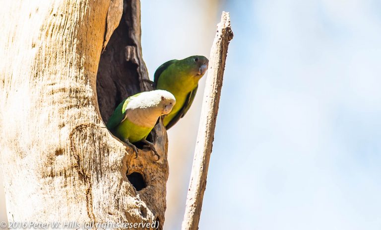 Lovebird Grey-Headed (Agapornis canus) male & female - endemic ...