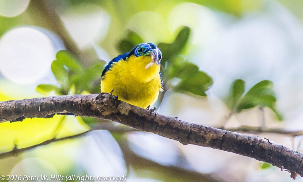 Asity Yellow-Bellied Sunbird- (Neodrepanis hypoxantha) male - endemic ...