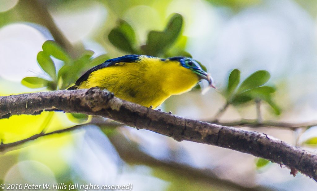 Asity Yellow-Bellied Sunbird- (Neodrepanis hypoxantha) male - endemic ...