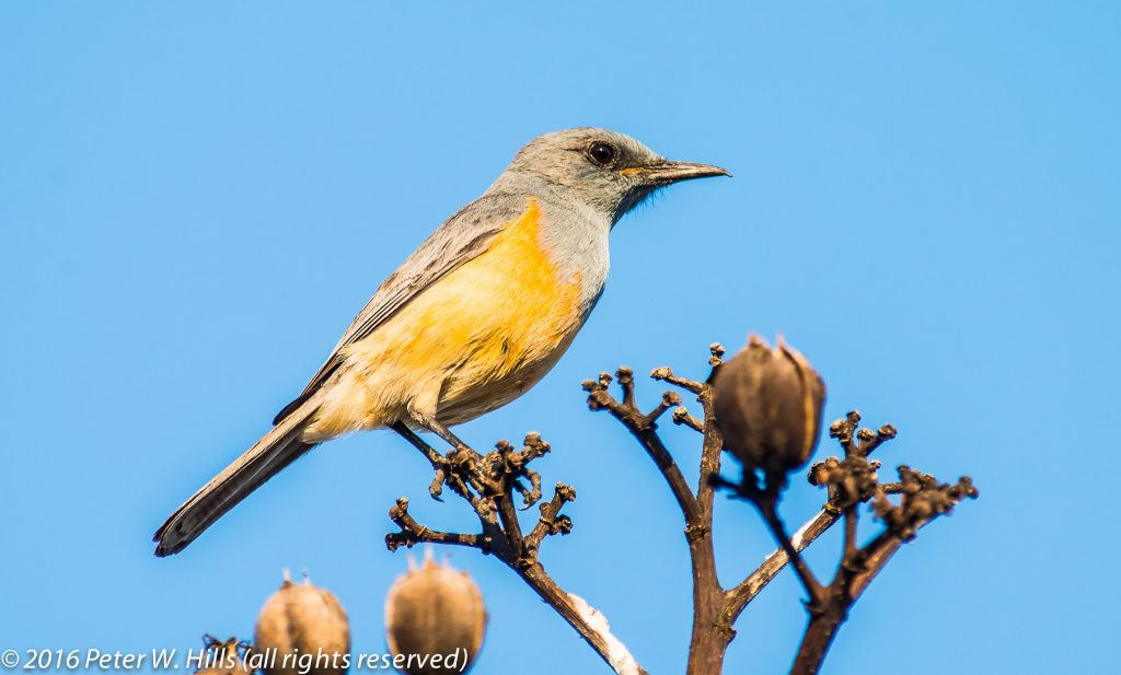 Thrush Littoral Rock (Monticola imerina) male - endemic - Madagascar ...