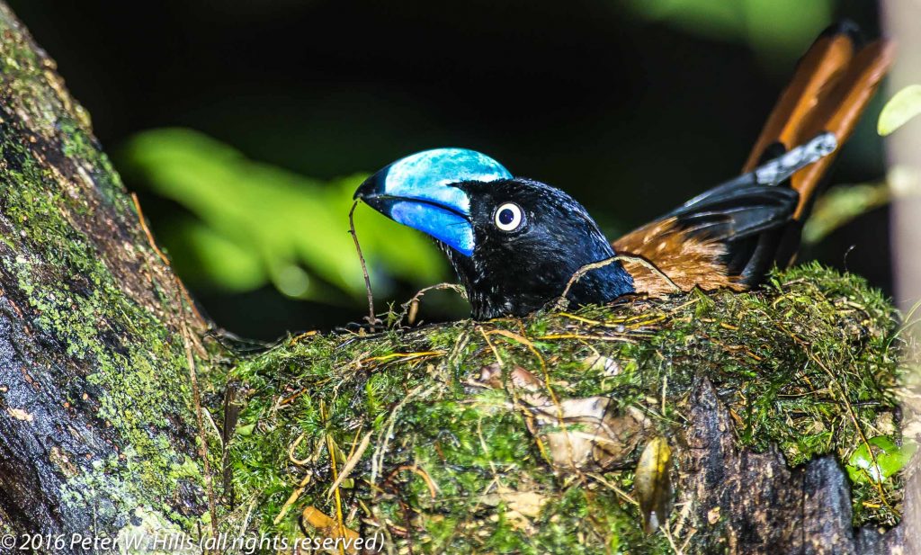Vanga Helmet (Euryceros prevostii) in nest - endemic - Madagascar ...