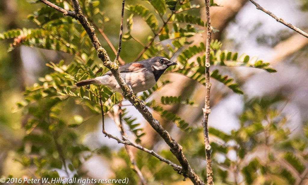 Vanga Red-Tailed (Calicalicus madagascariensis) male - endemic ...