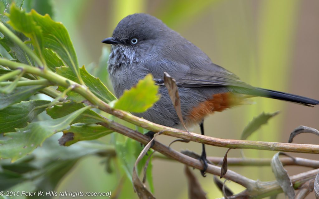 Warbler Chestnut-Vented (Sylvia subcaerulea) near endemic - Cape West ...