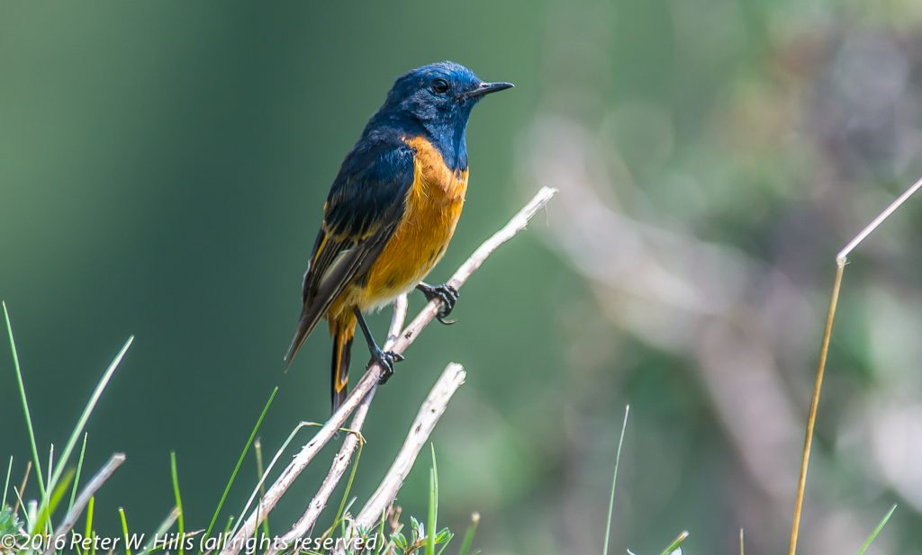 Redstart Archives - World Bird Photos
