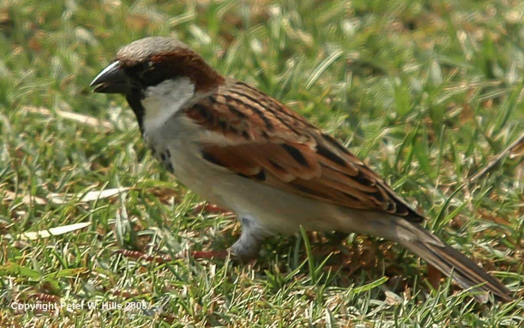 Sparrow Great (Passer motitensis) male - Kruger NP South Africa - World ...